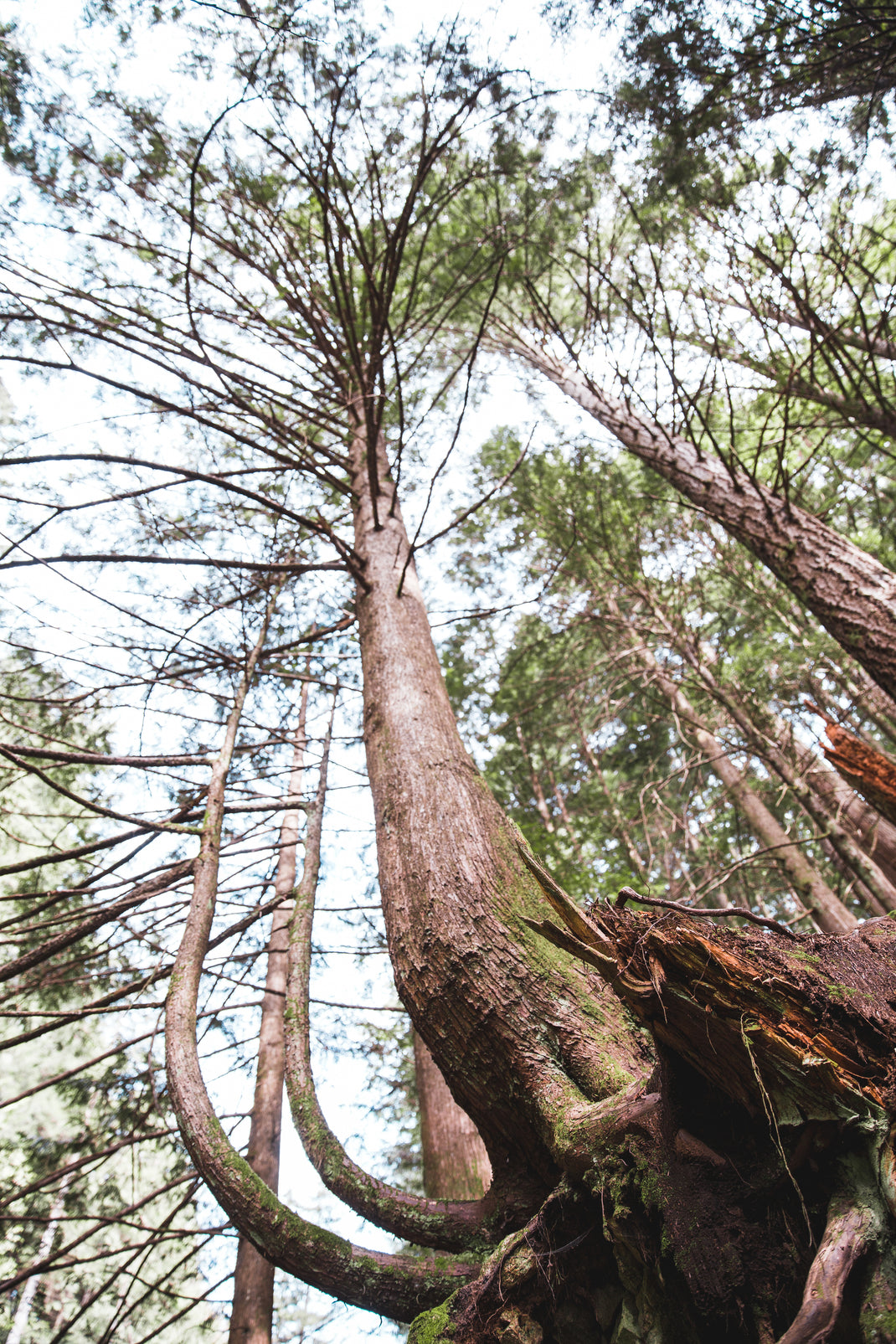 Exmoor Trees | Tree Nursery in Exmoor