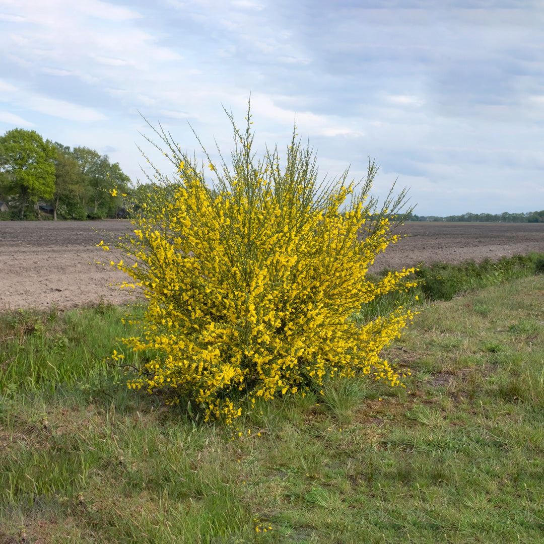 Types Of Broom Plants