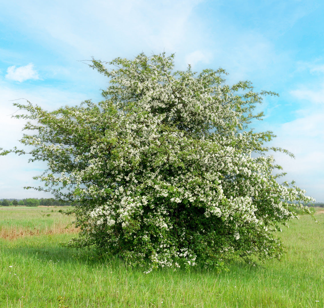 Exmoor Trees | Tree Nursery in Exmoor