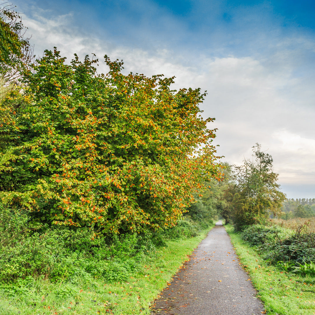 Exmoor Trees | Tree Nursery in Exmoor