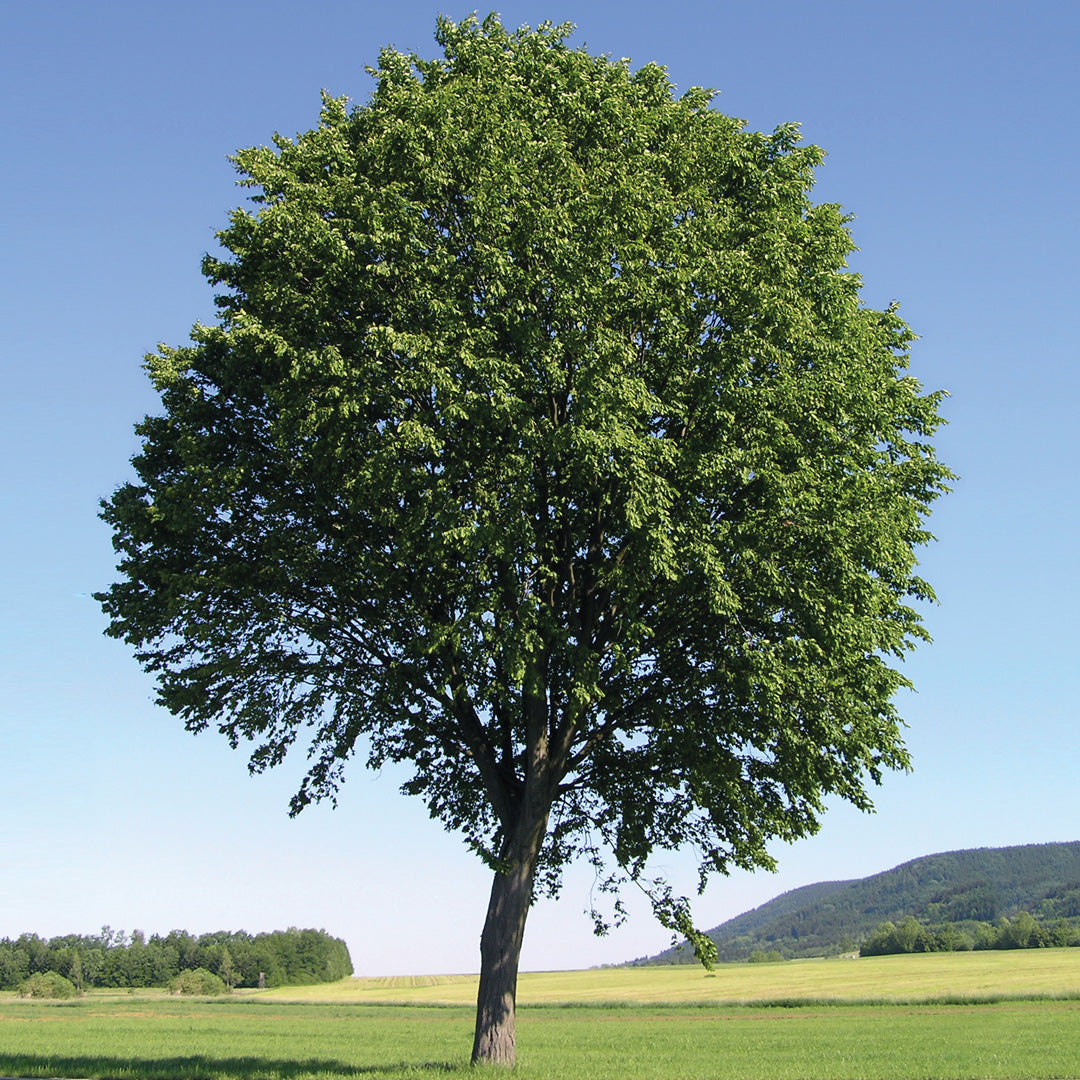 Exmoor Trees | Tree Nursery in Exmoor