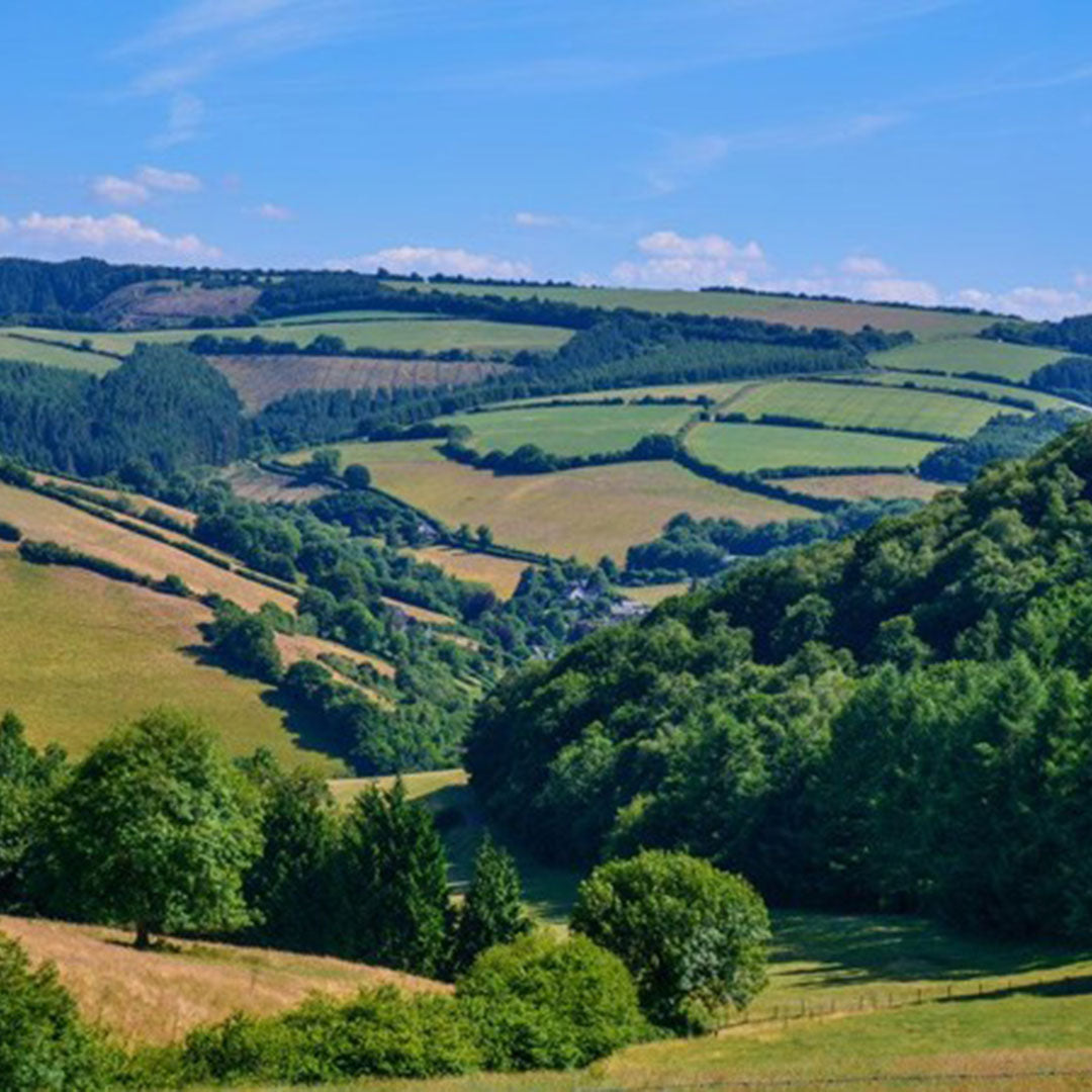Broadleaf & Conifer Mix - With Plant Protection