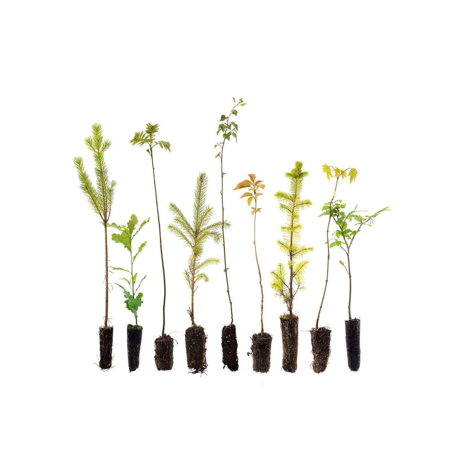 Broadleaf & Conifer Mix - With Plant Protection