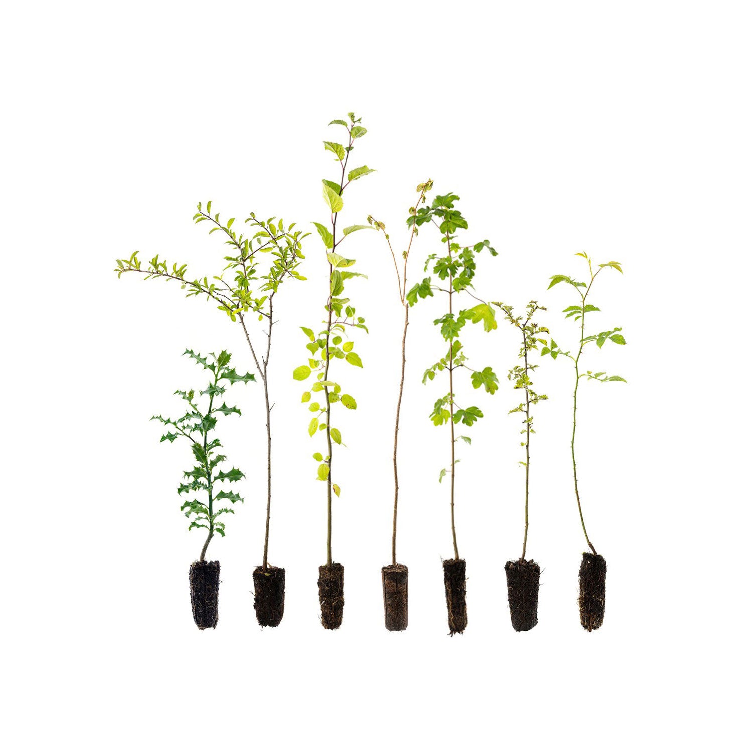 Mixed Thorn Hedging Pack - Without Plant Protection